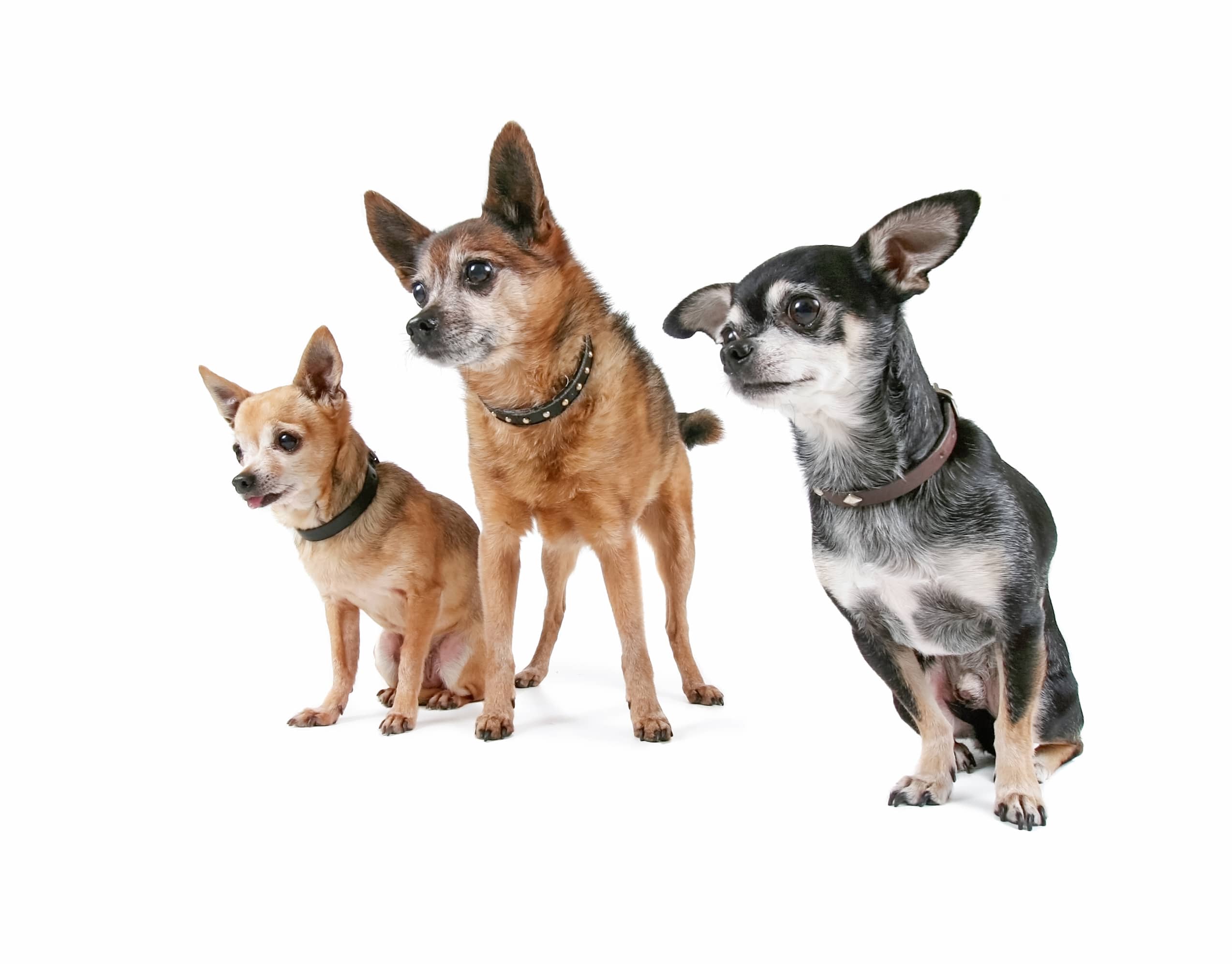 How to keep your audience engaged by adding animation to your slides ...